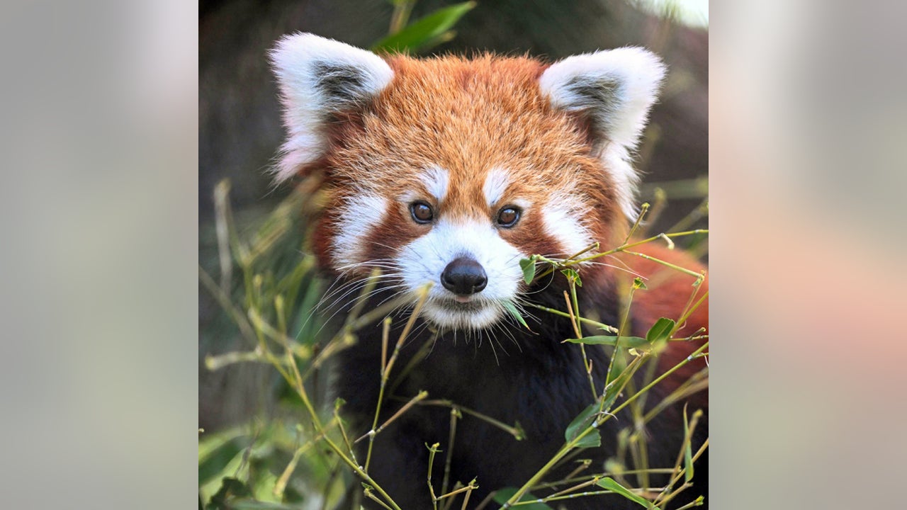 Leo the red panda has died at Brookfield Zoo | FOX 32 Chicago
