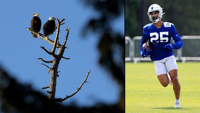Colts safety's father identified as man who allegedly killed bald eagle ...
