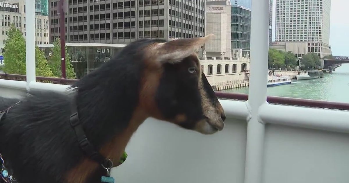 ComEd's lawn-mowing goats celebrate after clearing 7 acres of ...
