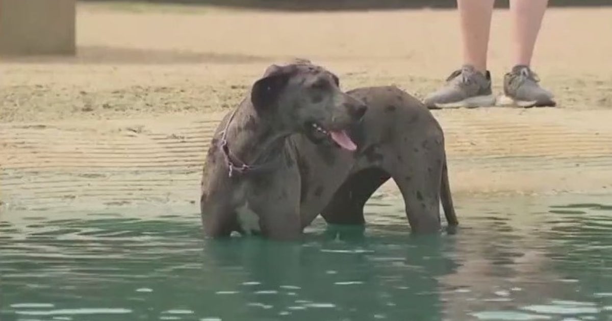 Protecting Pets in the Heat: PAWS Chicago shares essential tips amid ...