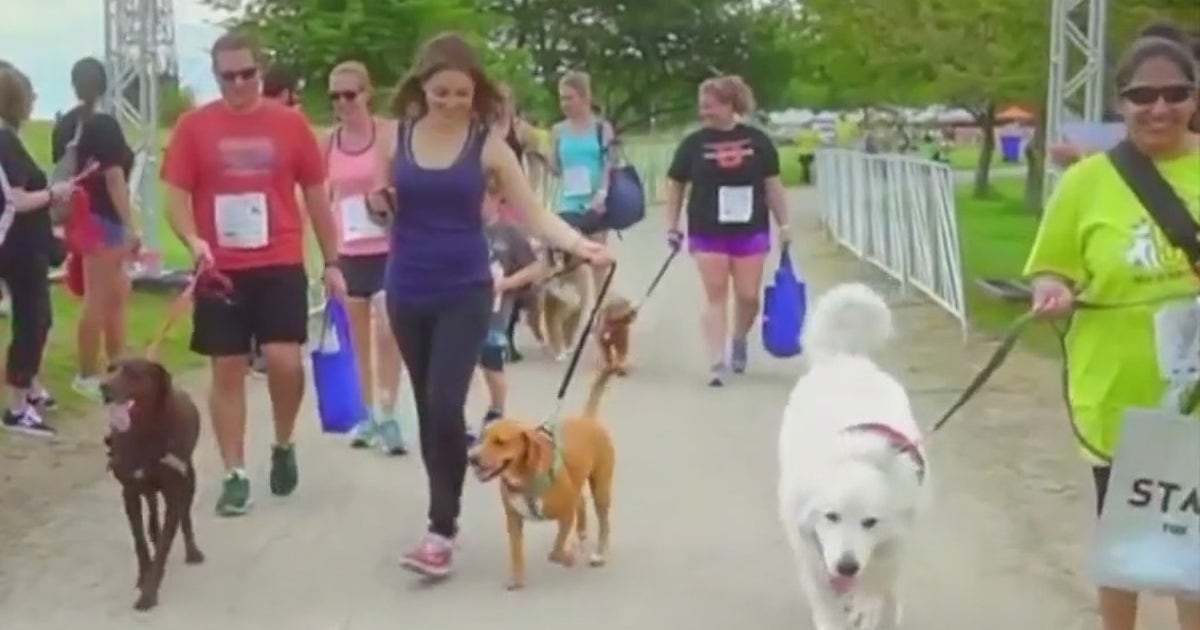 PAWS Chicago hosts annual 5K this Saturday | FOX 32 Chicago