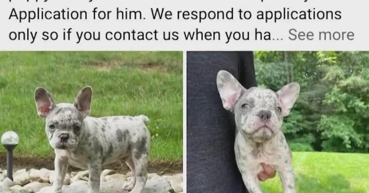 Suburban Chicago animal shelter fights back after hackers steal ...