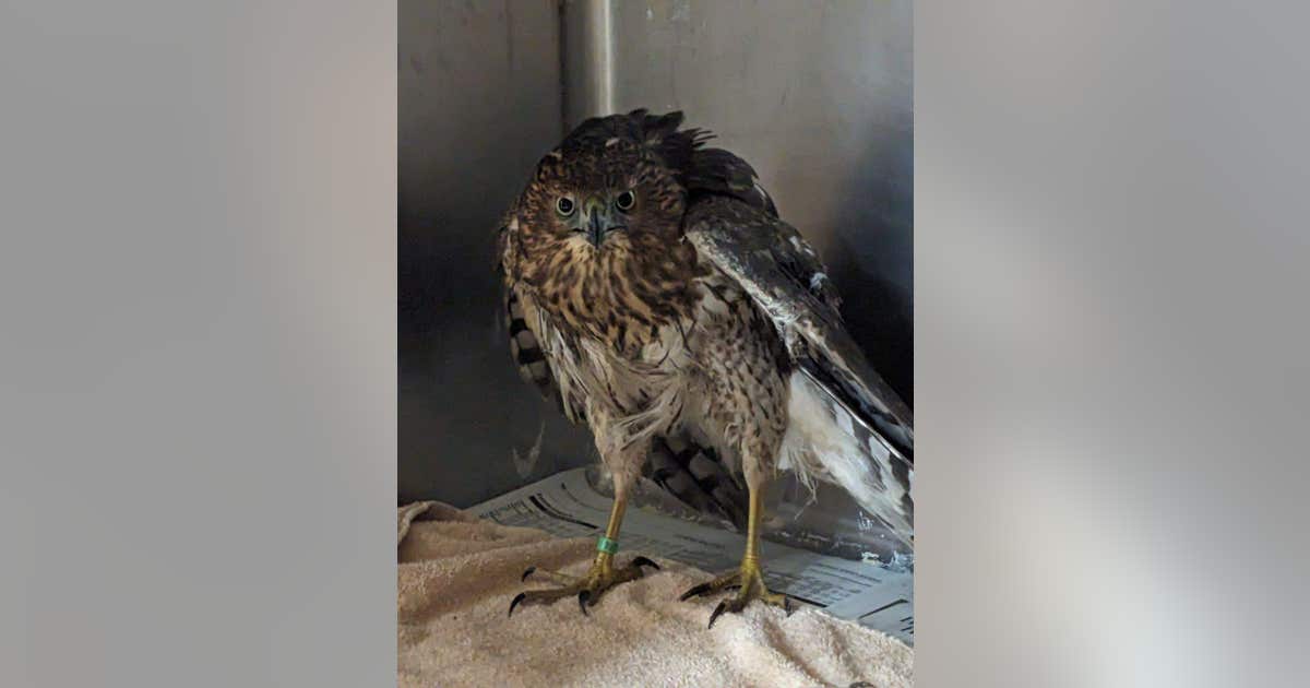 Lansing police rescue hawk stuck in glue trap | FOX 32 Chicago