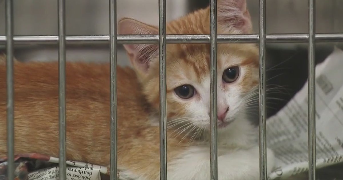 Rescued cats from Iowa find temporary refuge with PAWS Chicago | FOX 32 ...