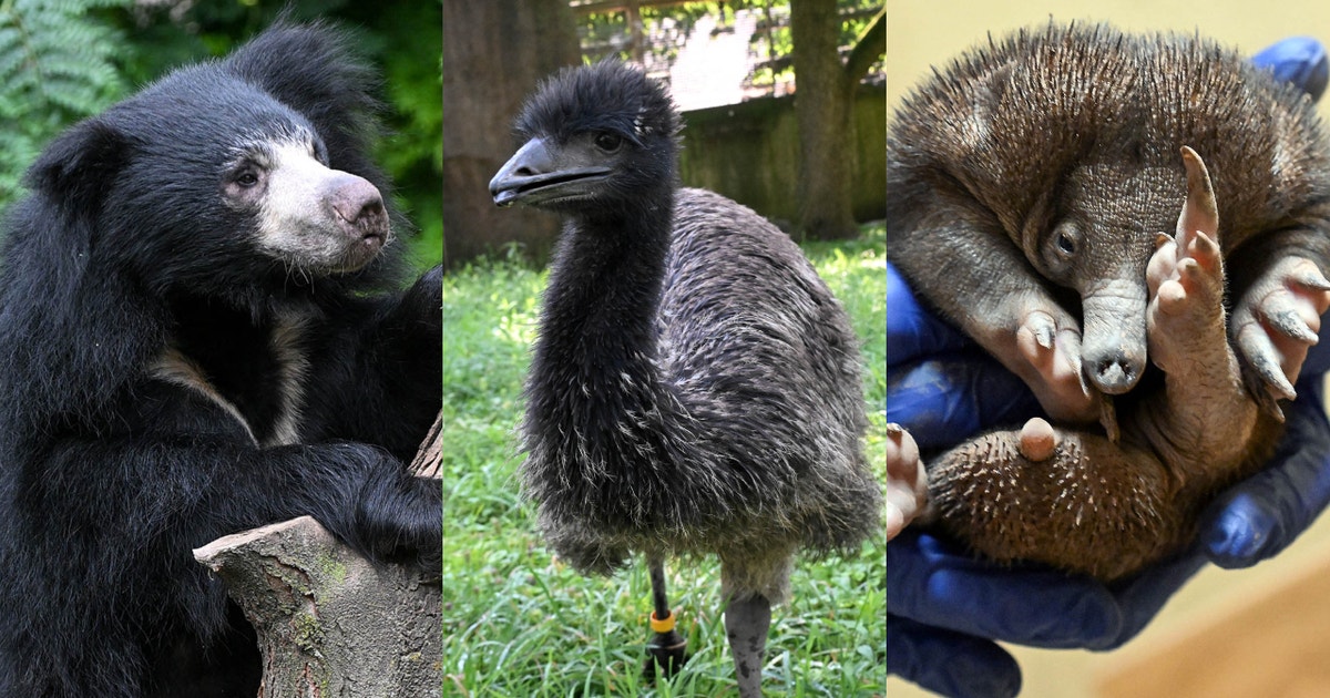 PHOTOS: Brookfield Zoo welcomes new animal residents | FOX 32 Chicago