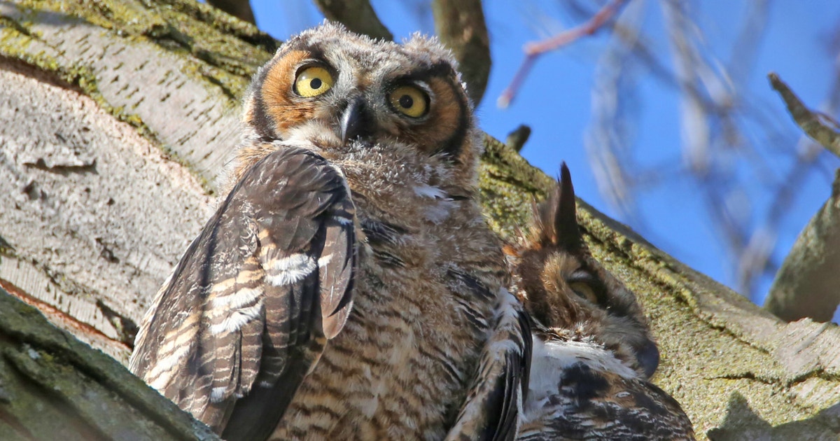 Cause of death revealed for 3 great horned owls found dead in Lincoln ...