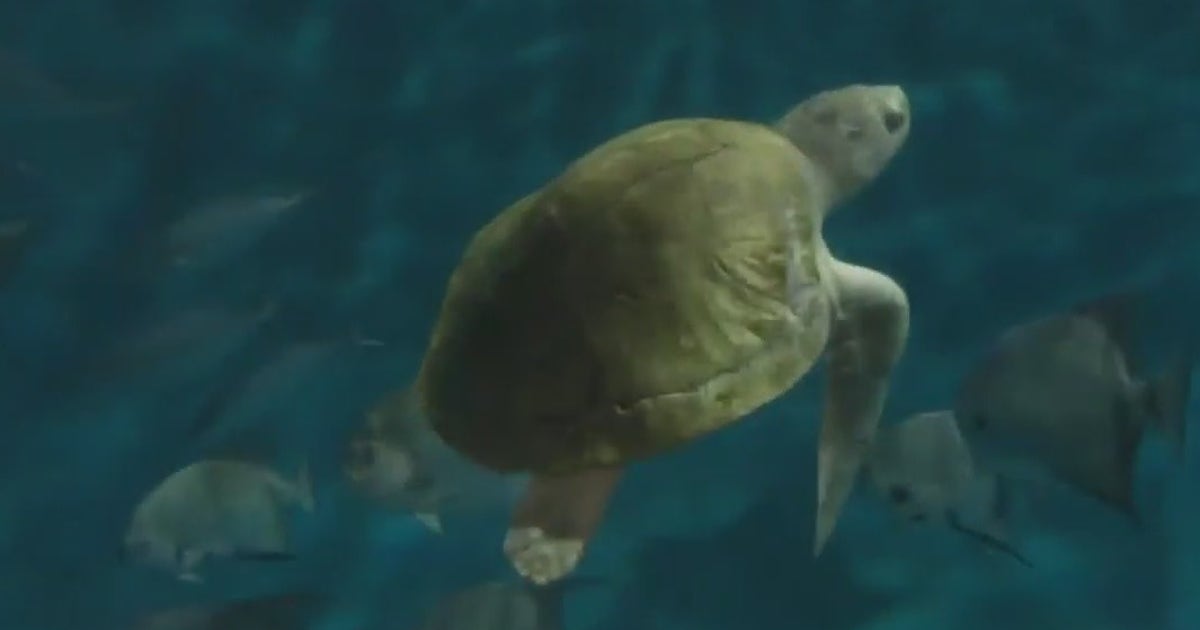 Volunteer pilots help rescue sea turtles, deliver 'Pistachio' to ...