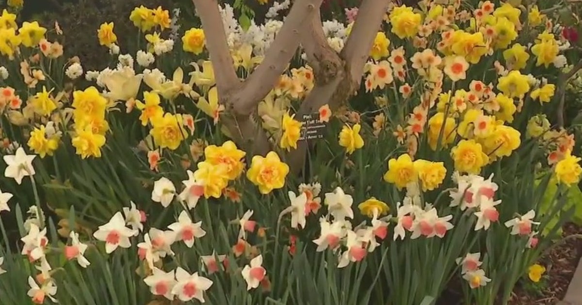 Spring flower shows in Chicago bring color and learning opportunities ...