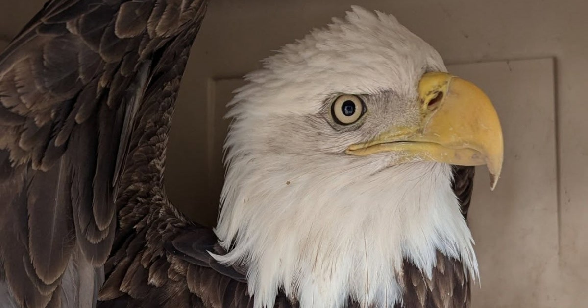 Bald eagle found in NW Indiana dies, cause of death revealed | FOX 32 ...