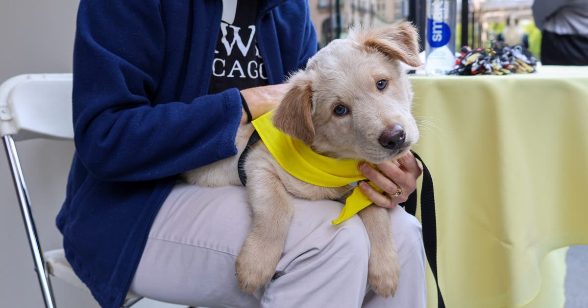 PAWS Chicago hosts 28th annual Angels with Tails | FOX 32 Chicago