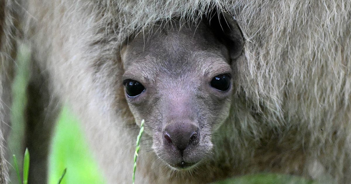 Brookfield Zoo's newest joey makes first appearance: PHOTOS | FOX 32 ...