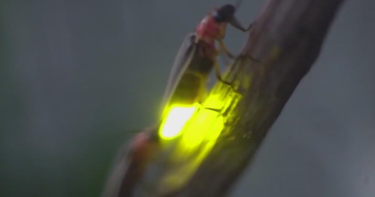 Fireflies will soon light up Chicago nights — but their future is ...