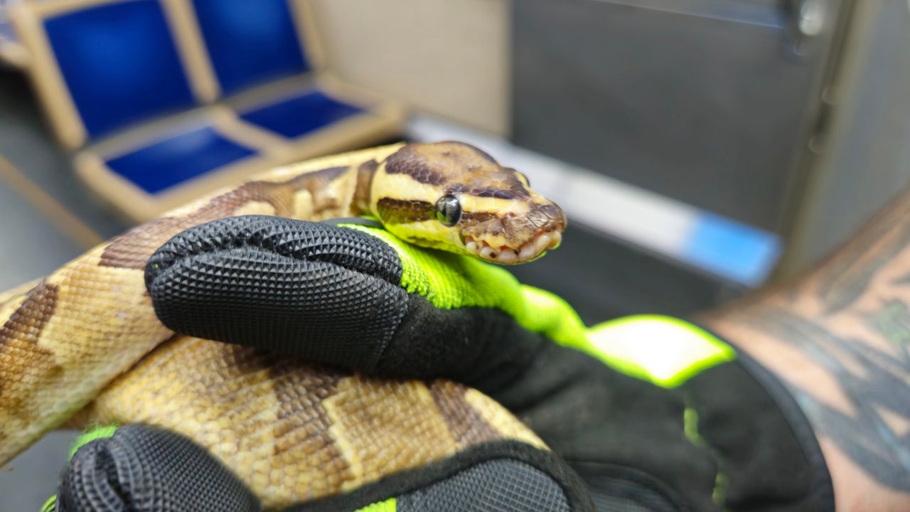 Ball python gets loose on CTA train | FOX 32 Chicago