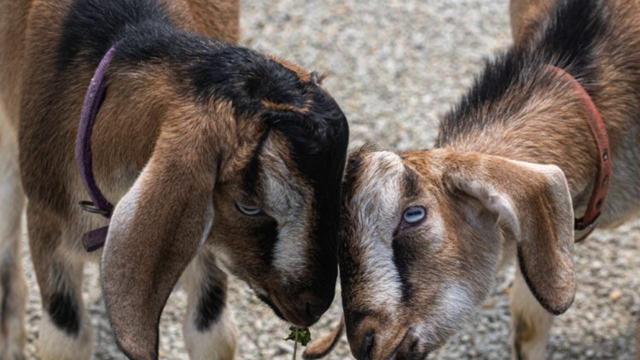 New kids in town: Lincoln Park Zoo welcomes two new goat brothers | FOX ...