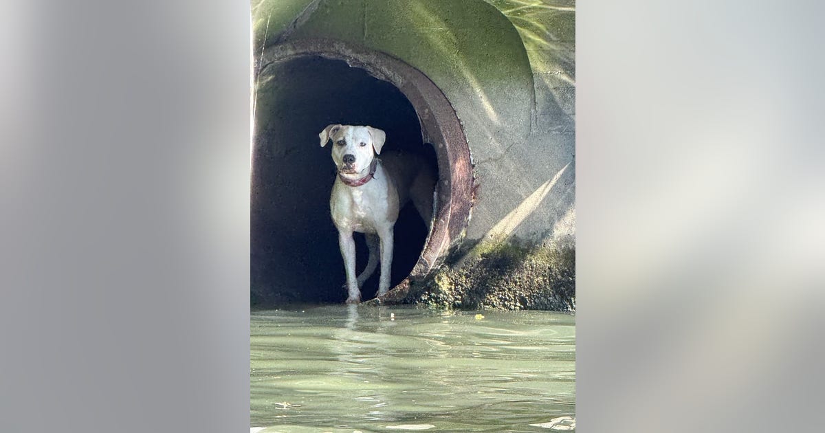 Chicago police rescue dog stranded in Chicago River drainpipe | FOX 32 ...