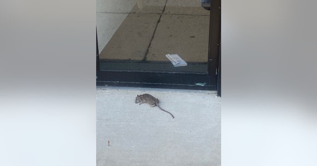 Dead rat, derogatory letter left at Chicago alderman's office amid ...