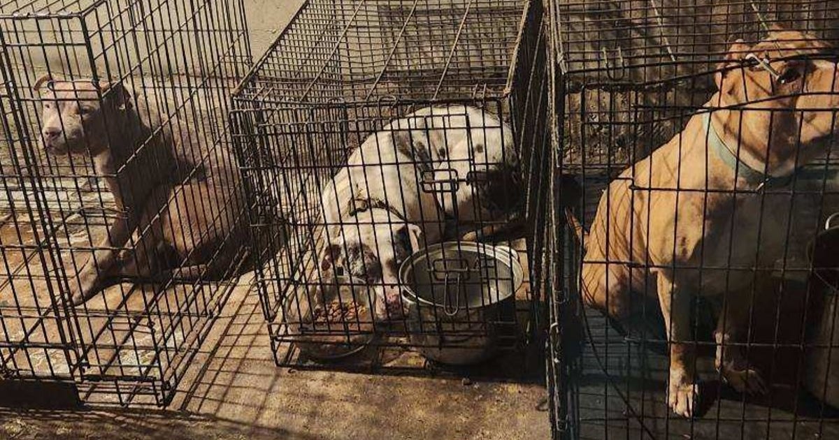 Cook County police seize 18 dogs, guns, crossbow, in suburban drug bust ...