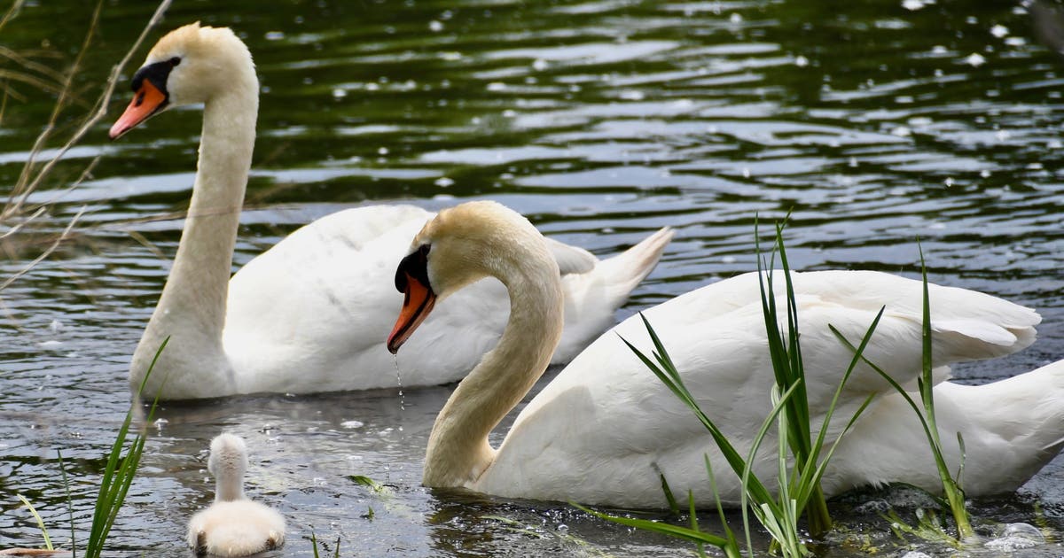 Suburban nature center announces the death of beloved swan | FOX 32 Chicago