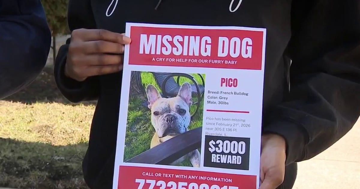 Chicago family pleads for help after French bulldog stolen from ...