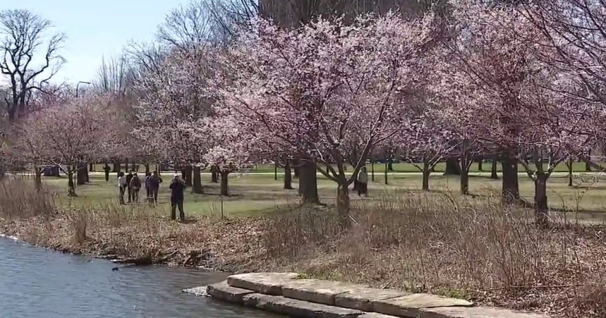 Cherry blossoms return to Chicago's Jackson Park for spring season ...