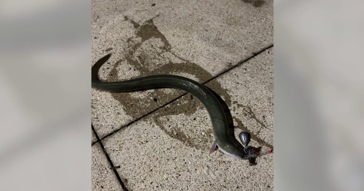Rare American eel caught in Chicago River surprises local fishermen ...