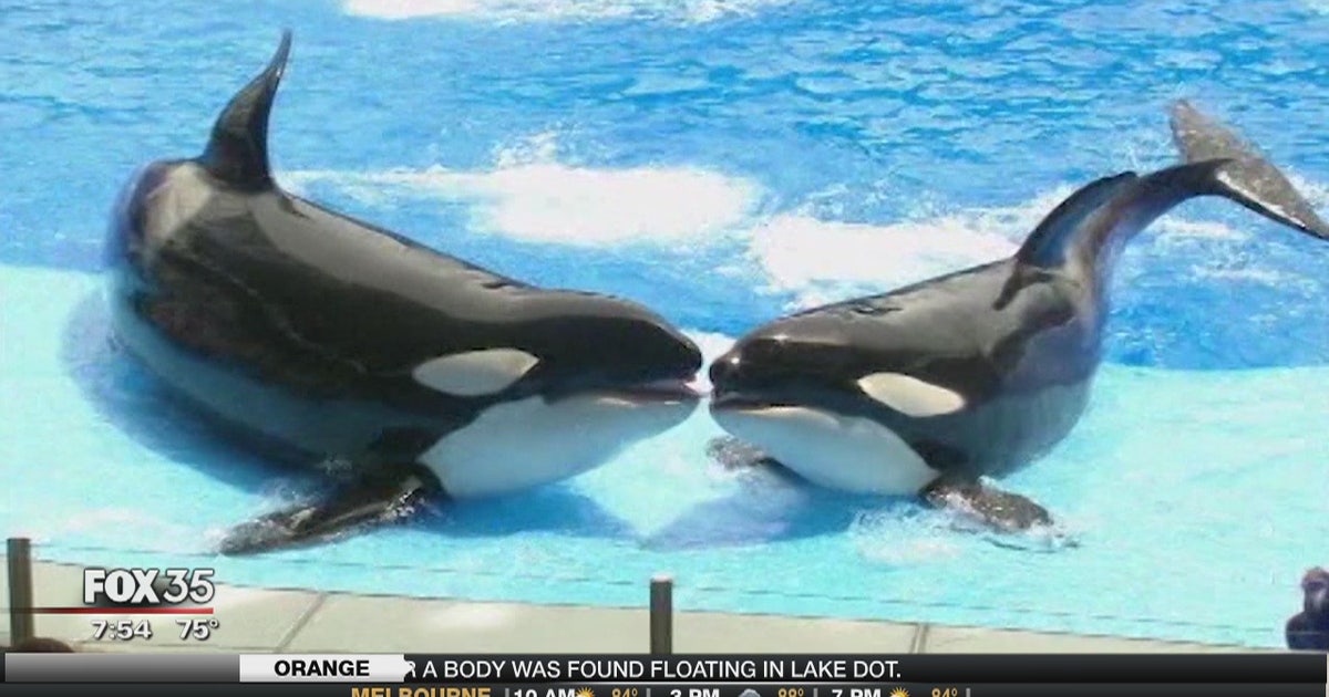 Attendance continues to climb at SeaWorld Orlando | FOX 35 Orlando