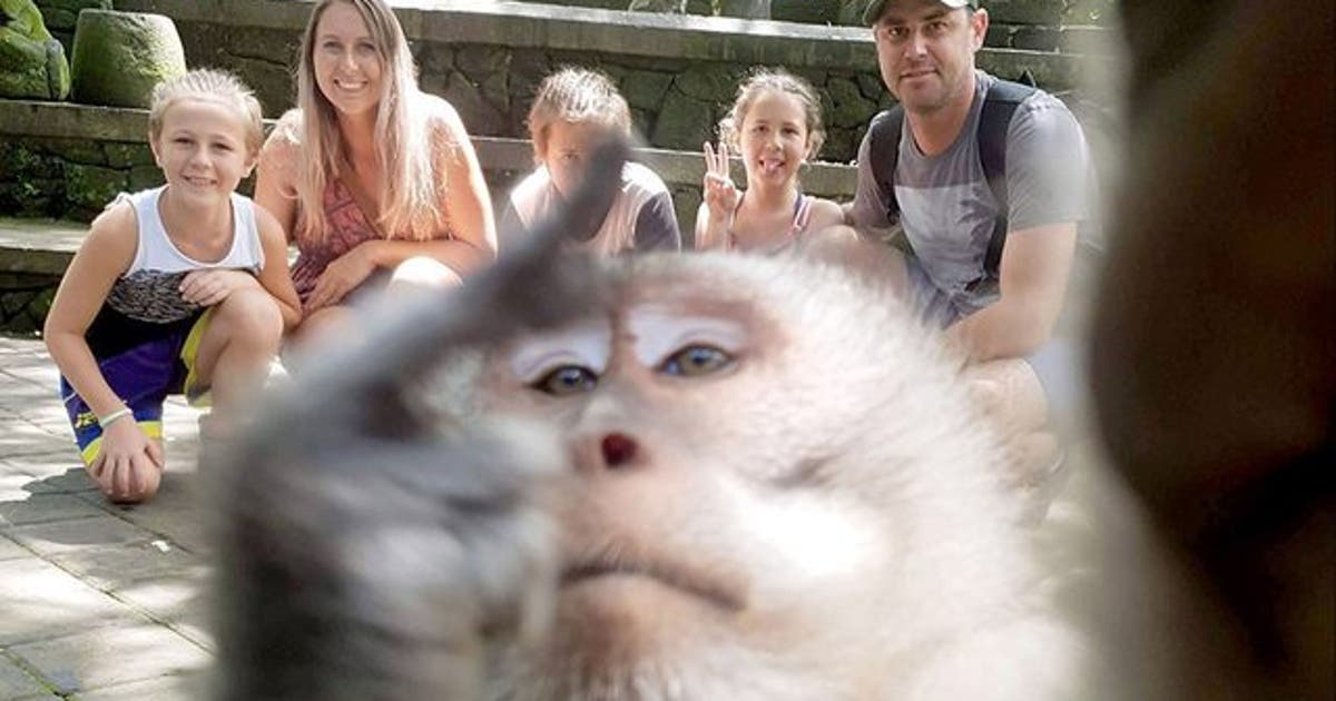 Monkey photobombs vacationing family, appears to make rude gesture ...