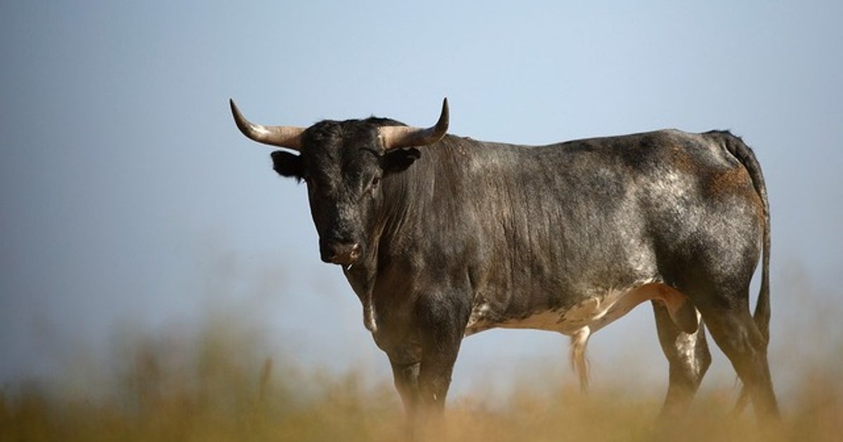 2,000-pound bull briefly escapes vet's office right before circumcision ...