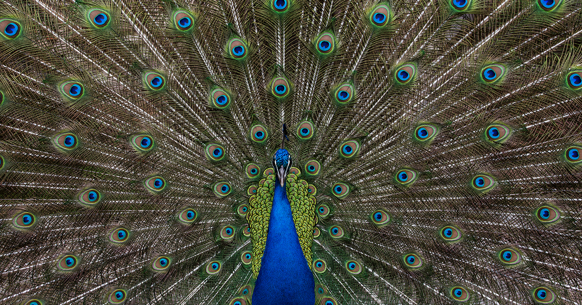 Oakland plans to relocate problem peacocks | FOX 35 Orlando