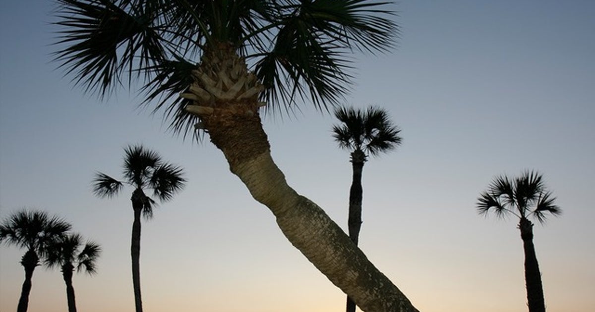 Florida's iconic palm trees threatened by invasive disease | FOX 35 Orlando