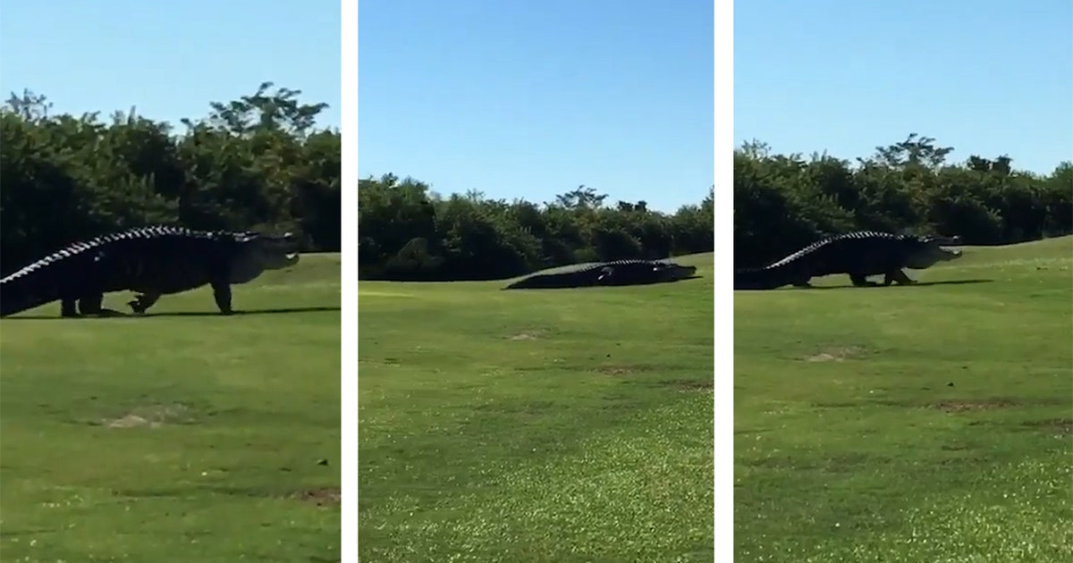 'Chubbs' the massive gator spotted at Palmetto golf course | FOX 35 Orlando