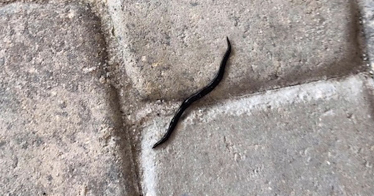 Warning about presence of toxic worms in Florida | FOX 35 Orlando