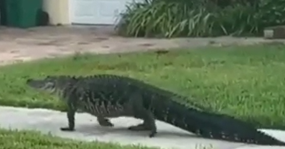 9-foot alligator takes a stroll through Florida neighborhood | FOX 35 ...