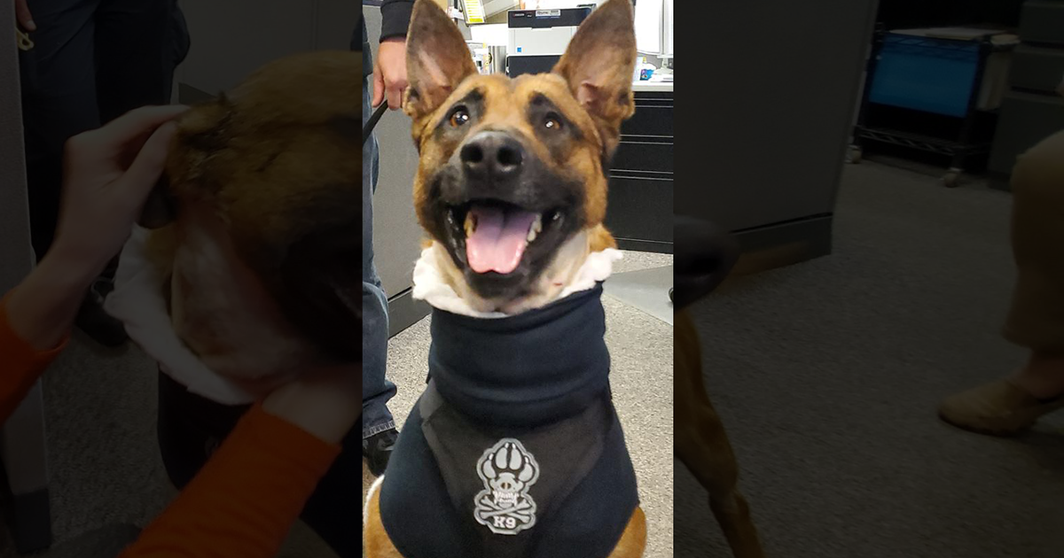 K-9 Pyro back on the job after being stabbed several times | FOX 35 Orlando