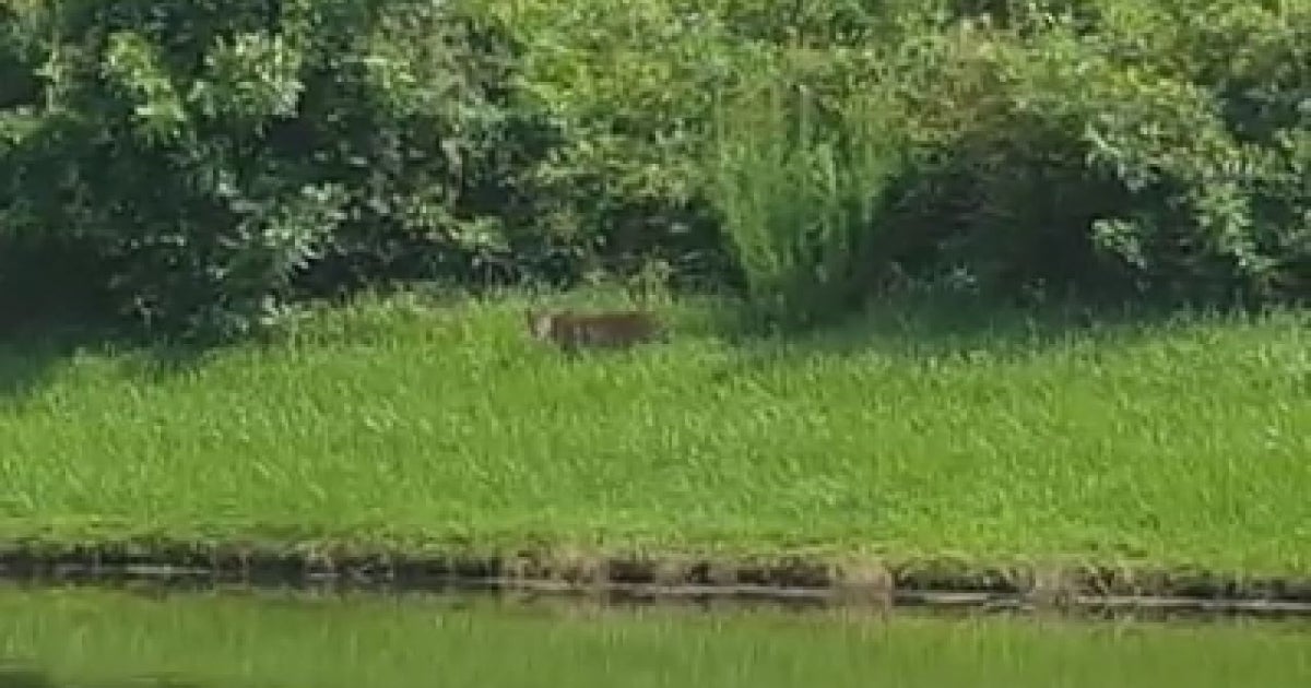 Large cat spotted in Wesley Chapel | FOX 35 Orlando