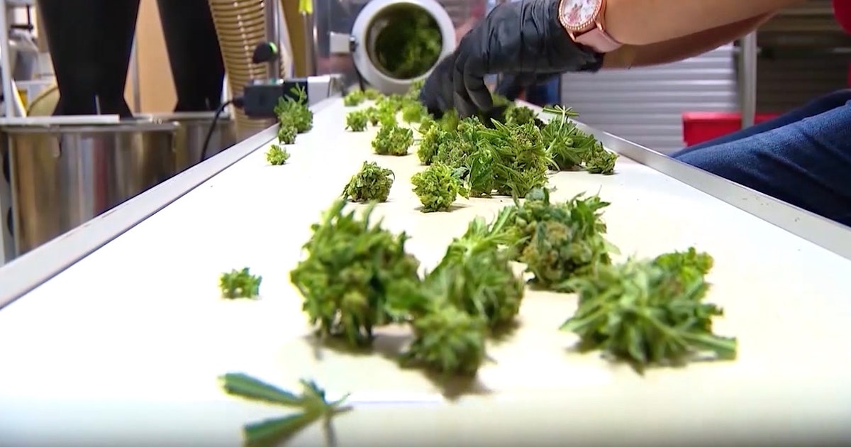 Trulieve pumps $19.6M into renewed recreational marijuana push in ...