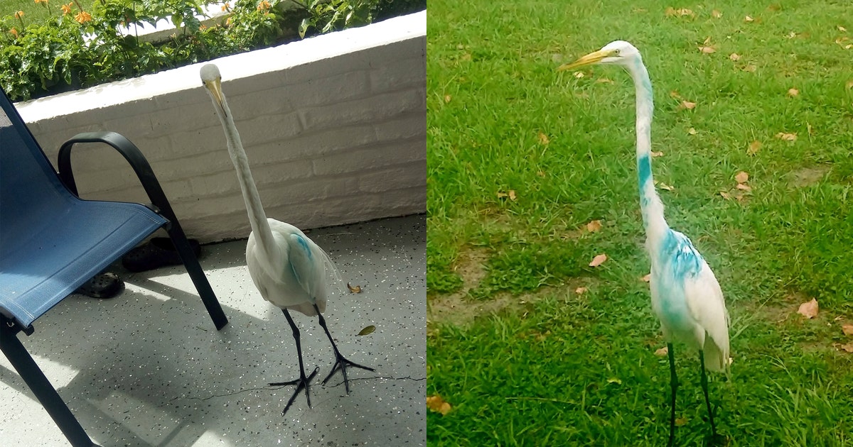 FWC investigates egrets shot with paintball guns in South Pasadena ...