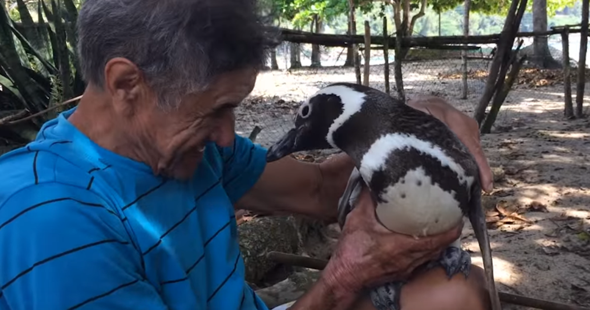 Dindim the penguin swims 5,000 miles to see his soul mate | FOX 35 Orlando