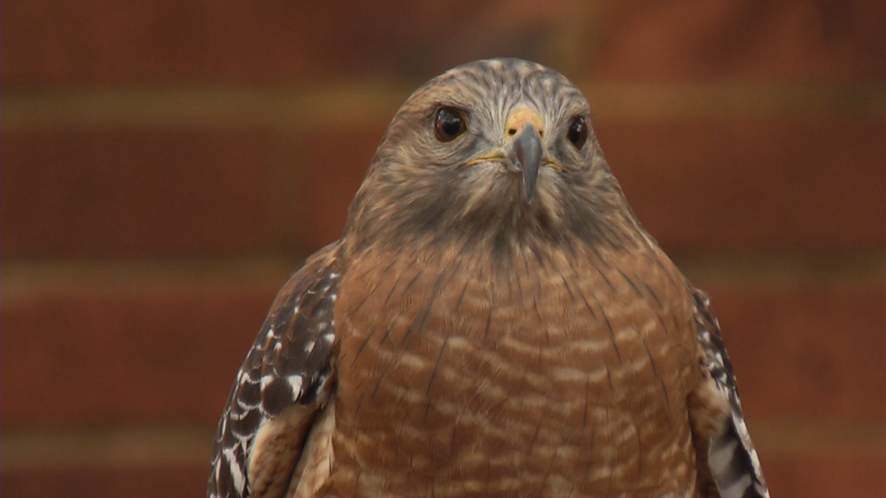 Orlando-area golf club warns patrons of aggressive hawks | FOX 35 Orlando