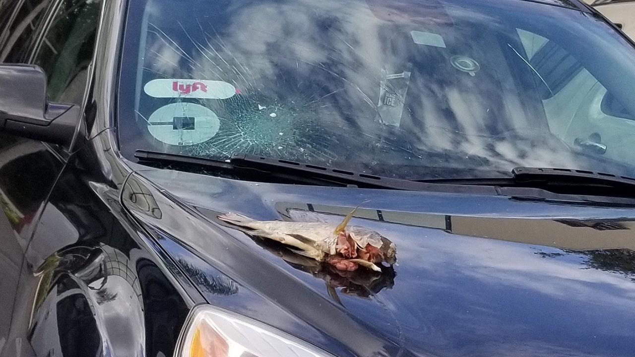 Fish dropped by seagull smashes windshield of parked SUV | FOX 35 Orlando