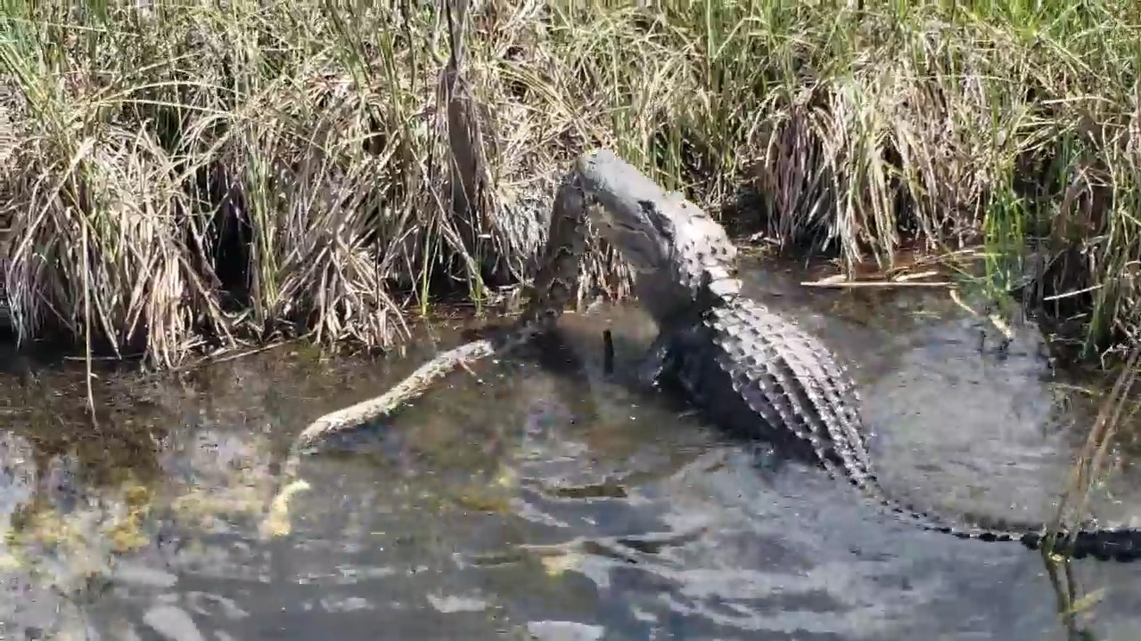 Gator eats python in Florida Everglades