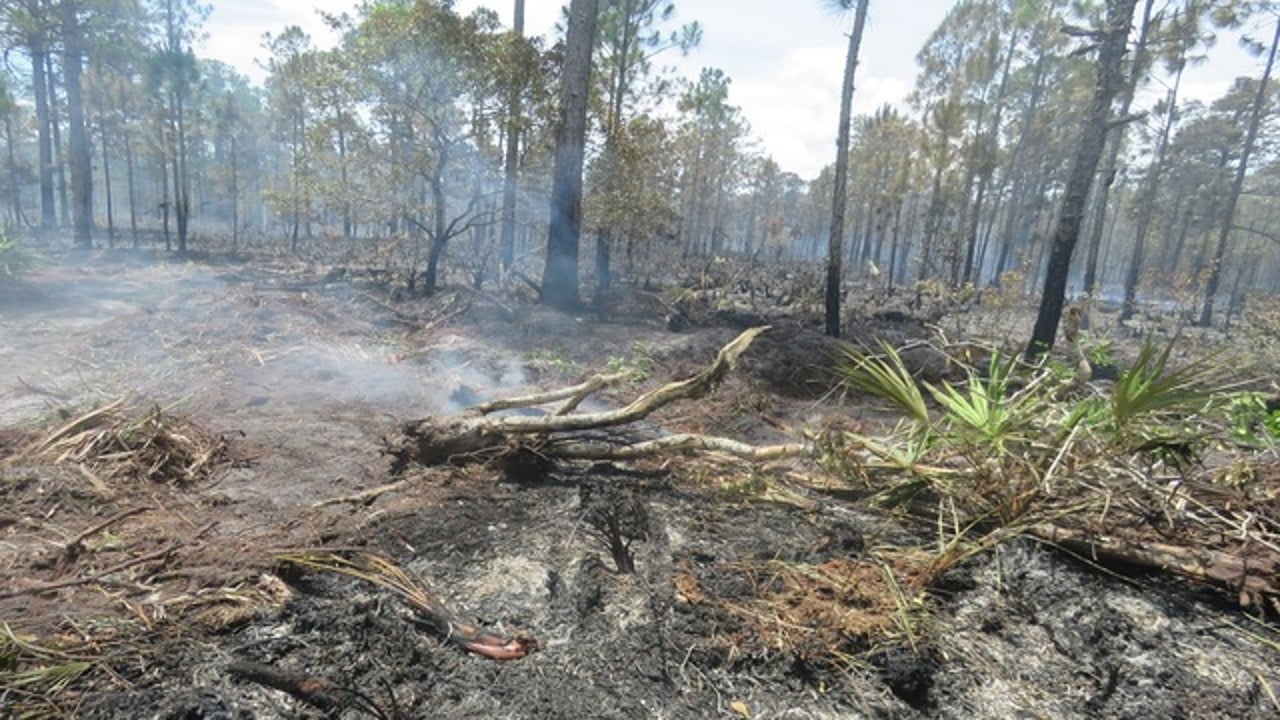 Florida's dry conditions pose wildfire threats | FOX 35 Orlando