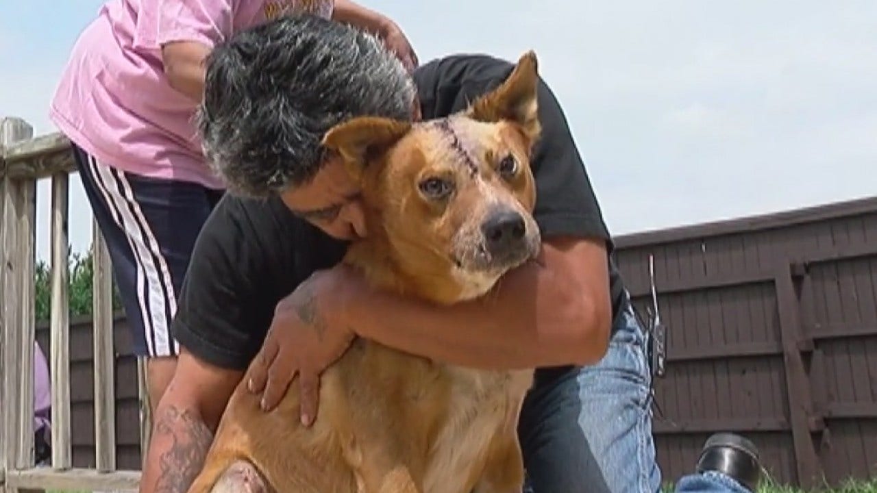 Austin man and dog survive car crashes | FOX 35 Orlando