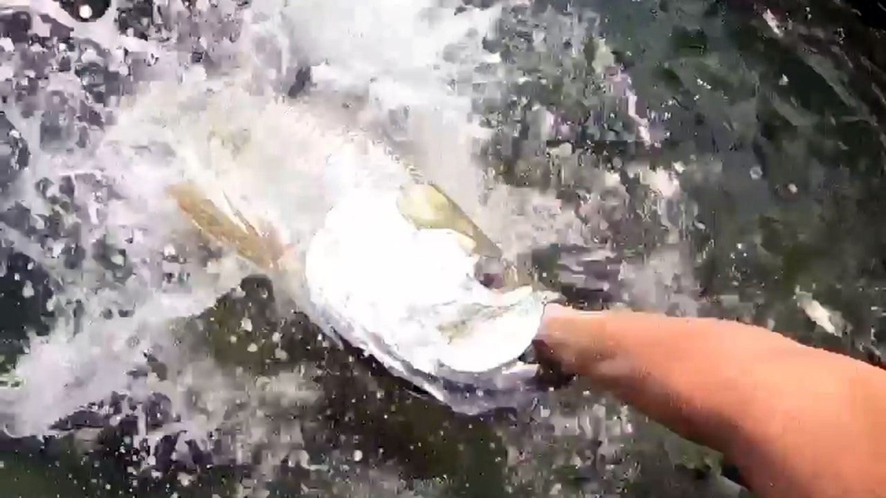do tarpon fish bite