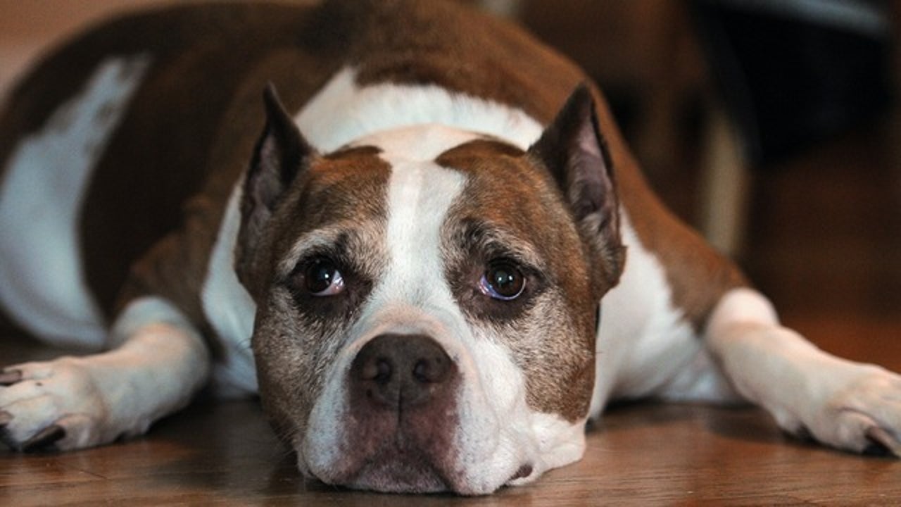 Pit bull 'faints' while getting nails clipped, instantly goes viral ...