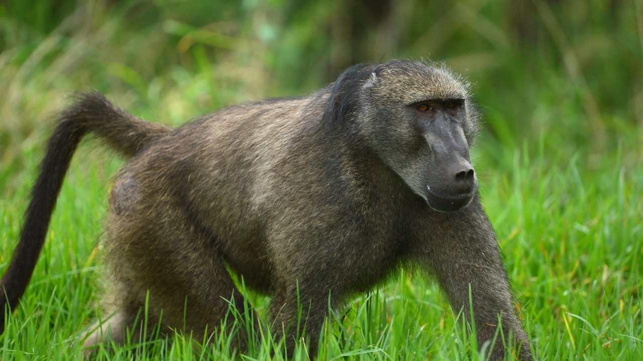Baboon? ESPN reporter's autocorrected tweet a cause for laughter during ...