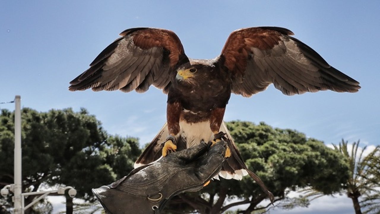 Passenger claims men boarded flight with 'emotional support falcons' in ...