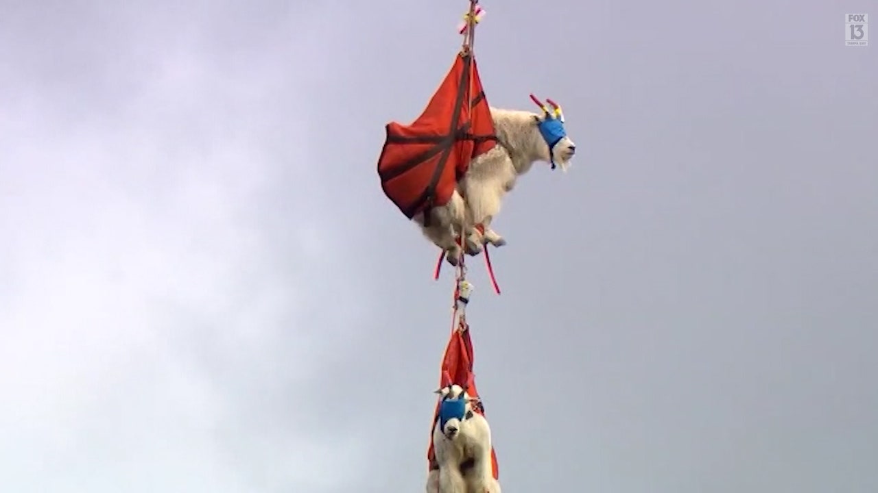 Hundreds of goats being airlifted out of Washington forest | FOX 35 Orlando