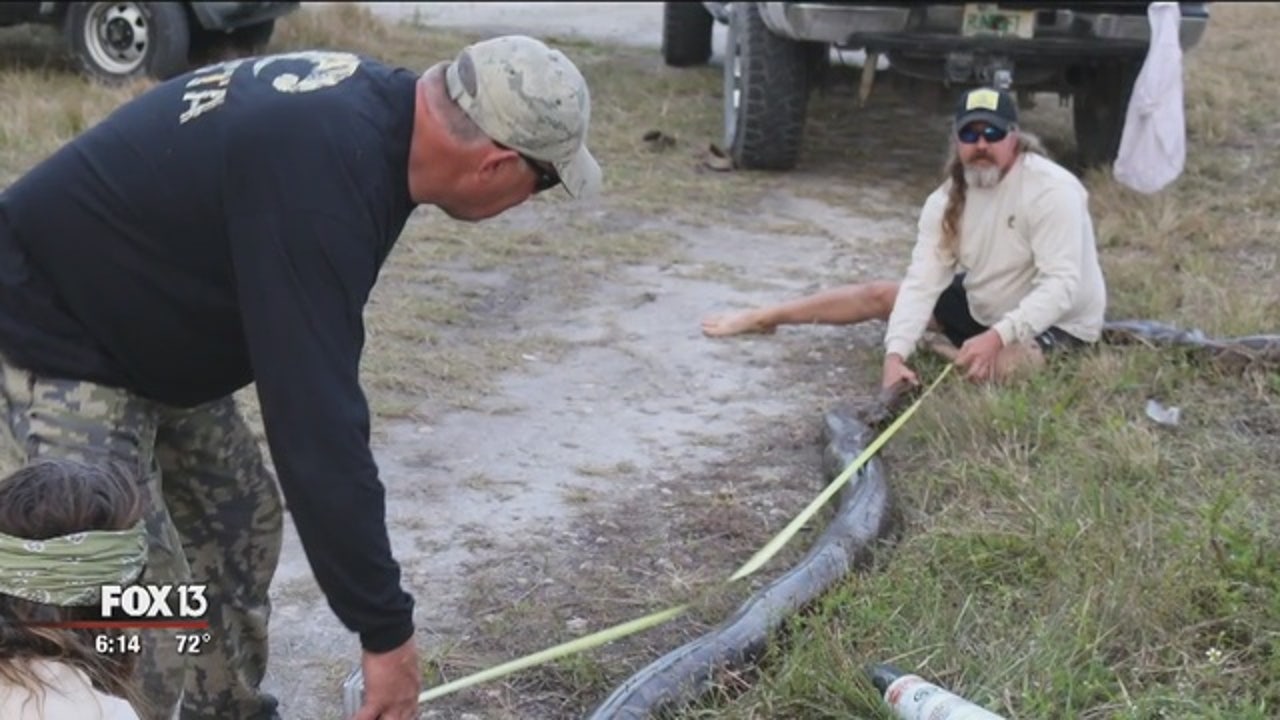 Florida trappers step up efforts, catch 3,600 pythons