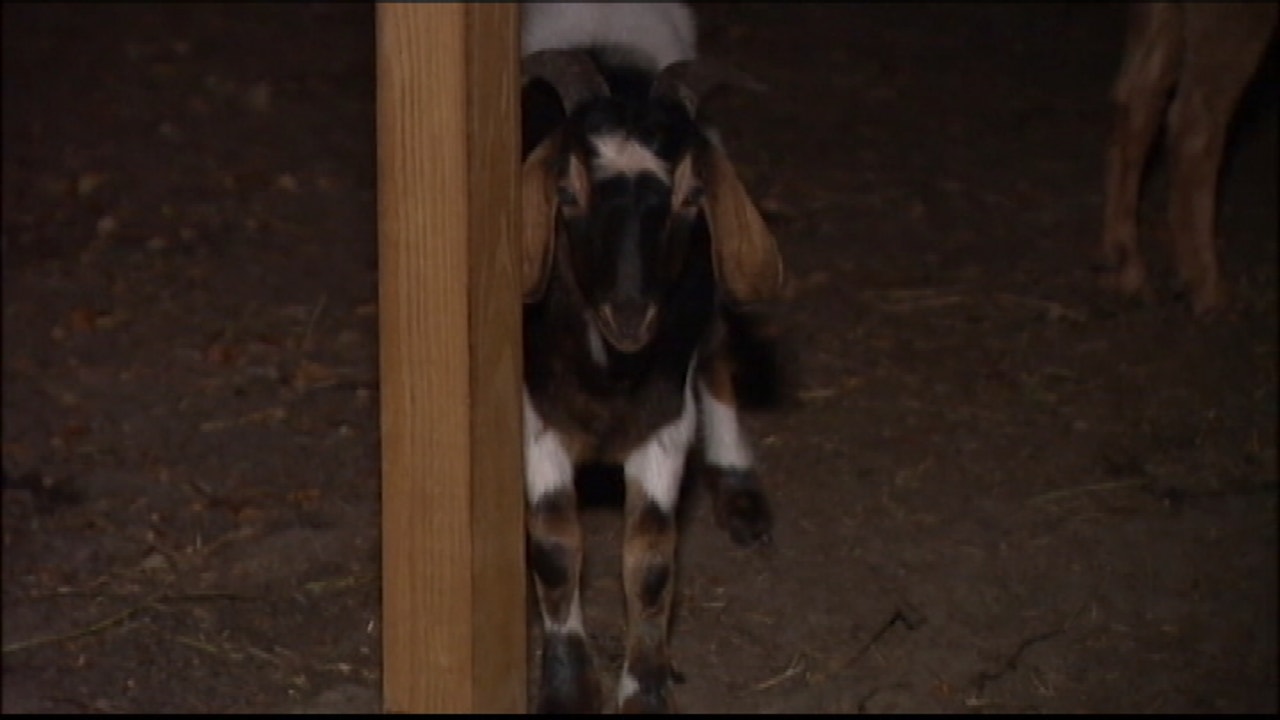 Deputies investigate goat attack in Fruitland Park